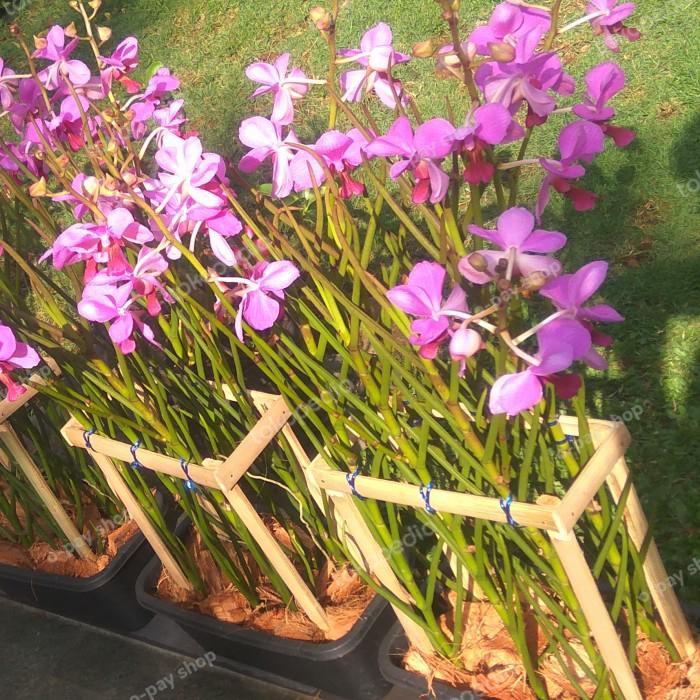 Jual anggrek vanda douglas sudah bunga + pot - Kab. Bogor - o-pay shop ...