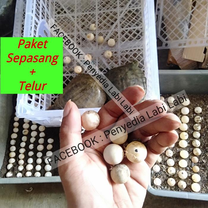 Jual Telur kura bulus labi BONUS sepasang juve - Kab. Cilacap - Bayu ex ...