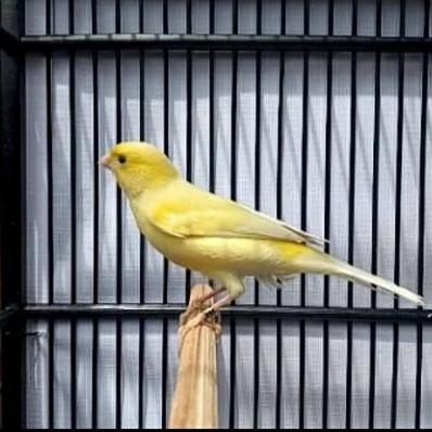 Harga Burung Kenari
