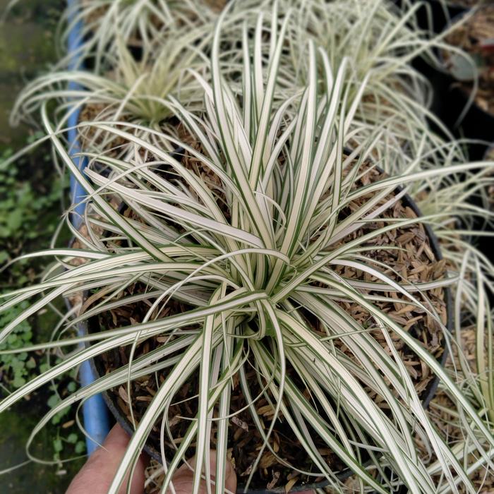 Jual tanaman hias Rambut putri - Kab. Bandung Barat - HD Daunhijau ...