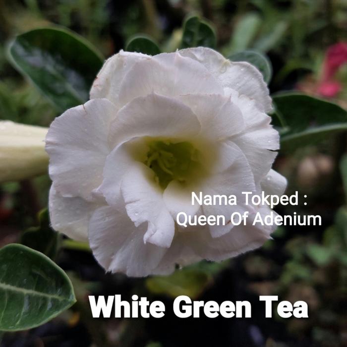 Jual Tanaman Hias Bunga Adenium Tumpuk Kamboja Id WHITE GREEN TEA size ...