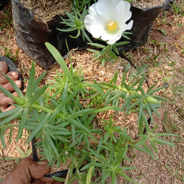 Jual POHON SUTRA BOMBAY BUNGA PUTIH / TANAMAN HIAS SUTRA BOMBAY BUNGA ...