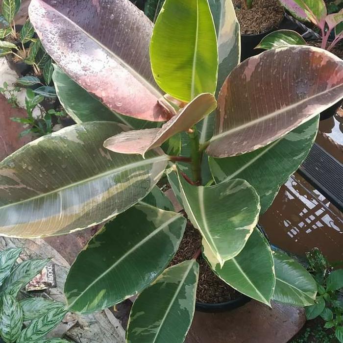 Jual tanaman hias karet kebo variegata ruby 1meter - Kab. Bogor - Nandi ...
