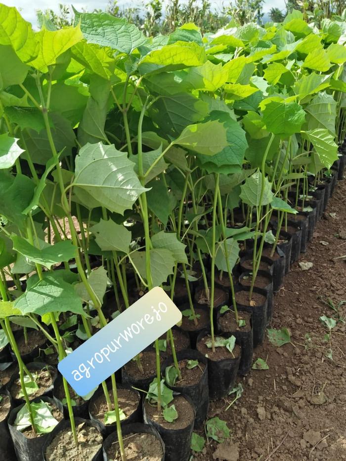 Jual Bibit Tanaman Kayu Jati Putih/ Gmelina - Unggulan - Siap Tanam ...