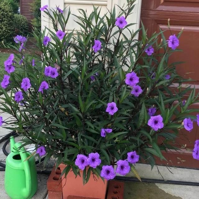 Jual BIBIT BUNGA RAWELIA/RUELLIA ATAU MEXICAN PETUNIA UNGU (7 stek ...