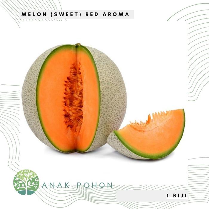 Jual Benih Bibit Biji - Melon Red Aroma Rock Melon Orange Sweet F1 ...