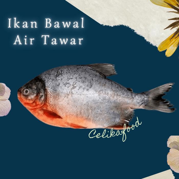 Jual Ikan Bawal Air Tawar 500gr Merah Fresh Fish - Kota Bandung ...