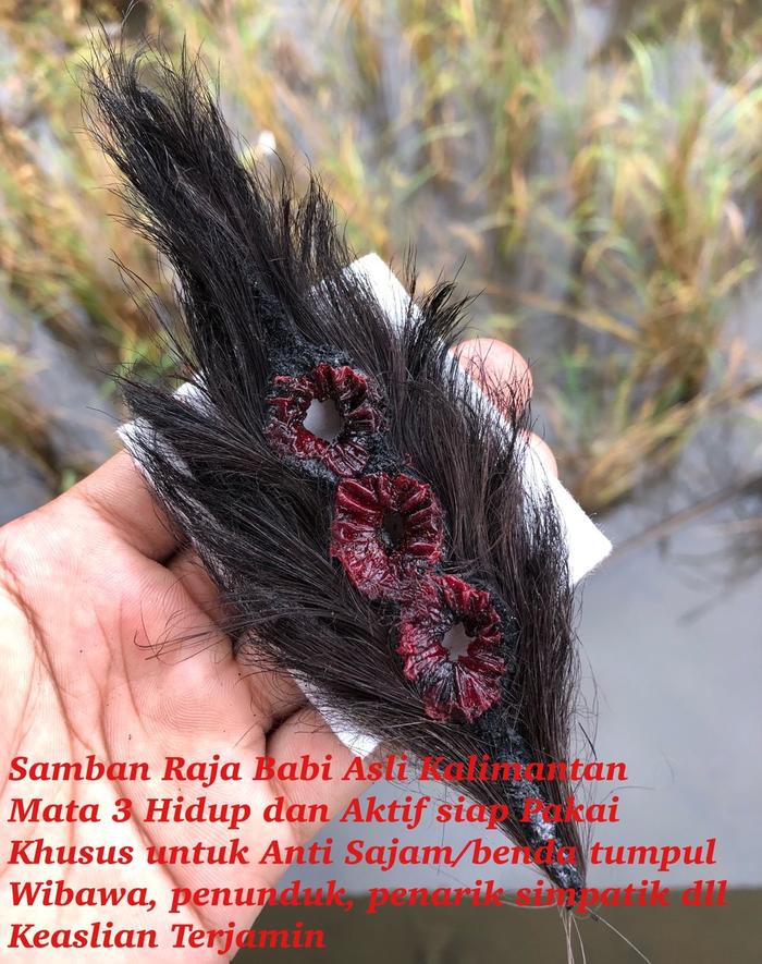 Jual Samban Raja Babi Asli Pedalaman Kalimantan 03 - Kab. Banjar - AB ...