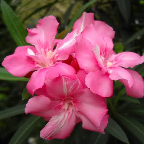 Jual Tanaman hias oleander nerium - Bibit bunga mentega - Pohon jepun ...