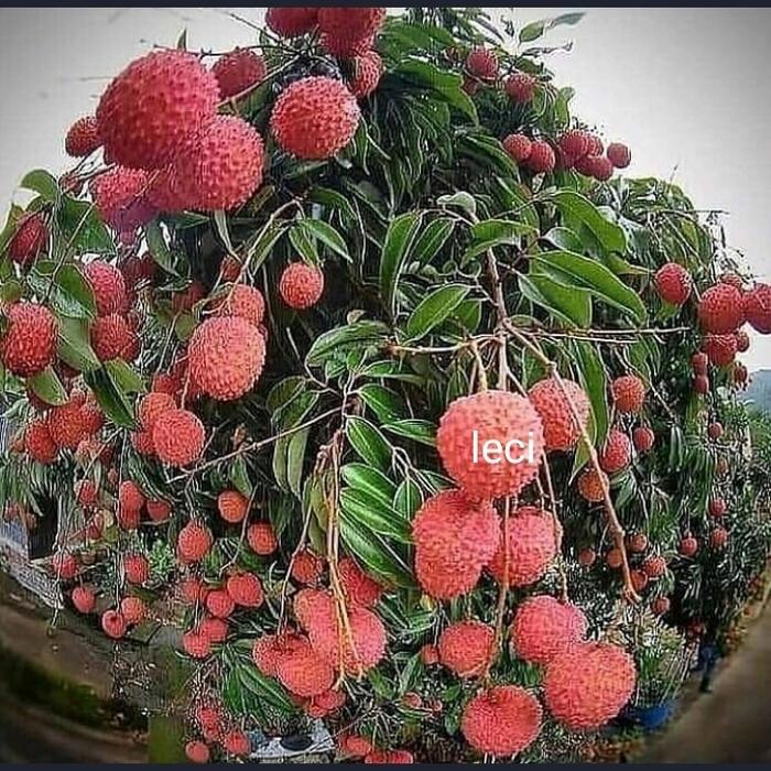 Jual bibit tanaman leci merah hasil cangkok cepat berbuah murah - Kab ...
