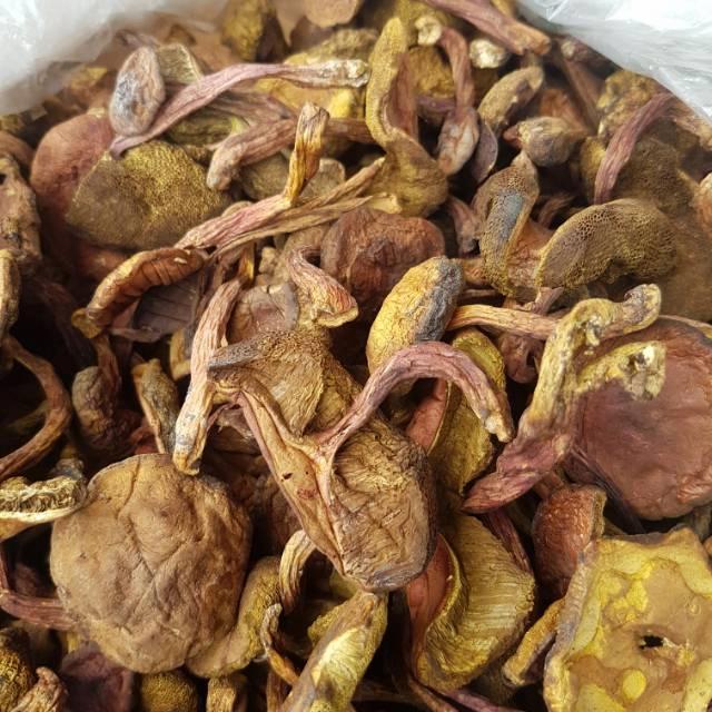 Jual Jamur/kulat Pelawan kering 100 gr ASLI Bangka PREMIUM - Jakarta ...