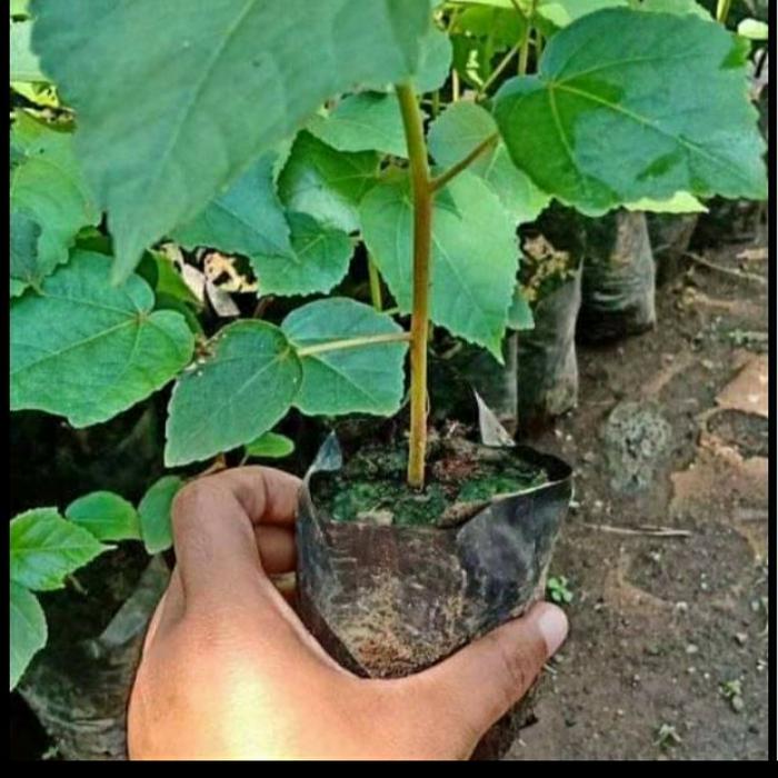 Jual BIBIT POHON BALSA/ BIBIT BALSA 30CM SIAP TANAM/ BIBIT POHON KAYU ...