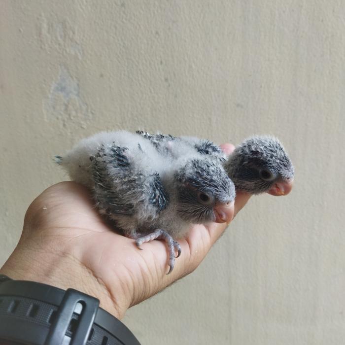 Jual blue monk parakeet baby - Jakarta Selatan - Abirdparrot | Tokopedia