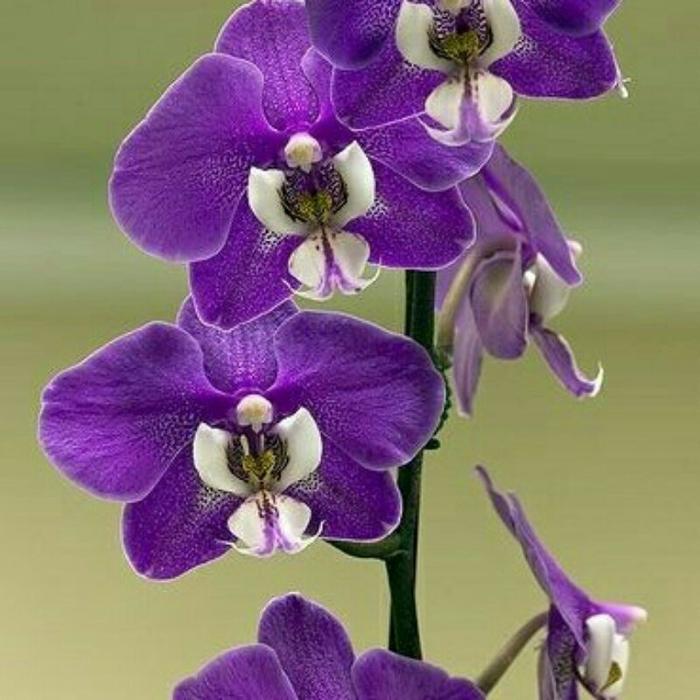 Promo Seedling Anggrek Dendrobium purple love - Kab. Bogor - PUSAT ...