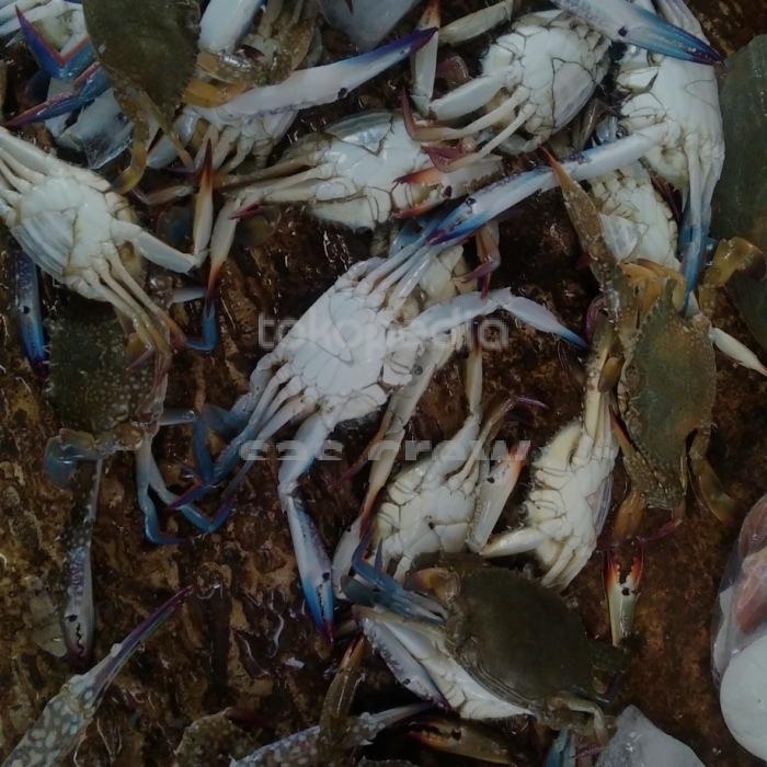 Jual RAJUNGAN HIDUP/SEGAR/FRESH ALL SIZE - Jakarta Utara - sas crew ...