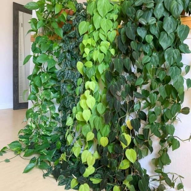 Jual philo rimbun,skindapsus,sirih gading var,mican - Kab. Wonosobo ...