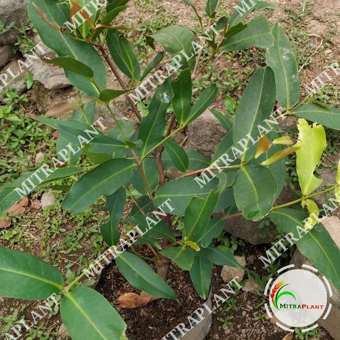 Jual Bibit Pohon Jambu Citra Tanaman Buah Jambu Air Citra Merah ...