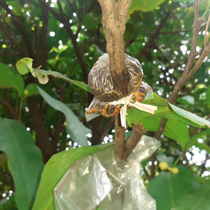 Jual bibit cangkok jambu air dalhari - Kota Bogor - Home jual apa aja ...