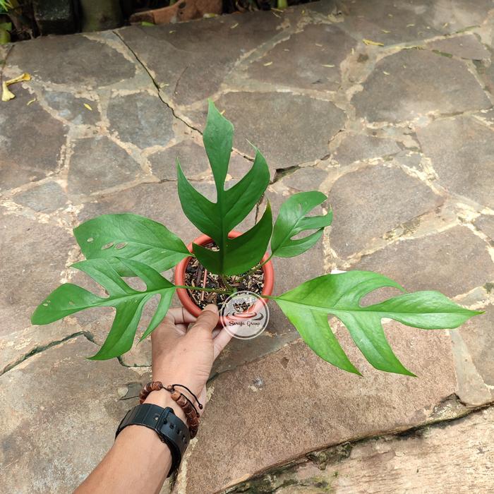 Jual Epipremnum Sp. Sulawesi / Rare Plant / Aroid Plants / Tanaman ...