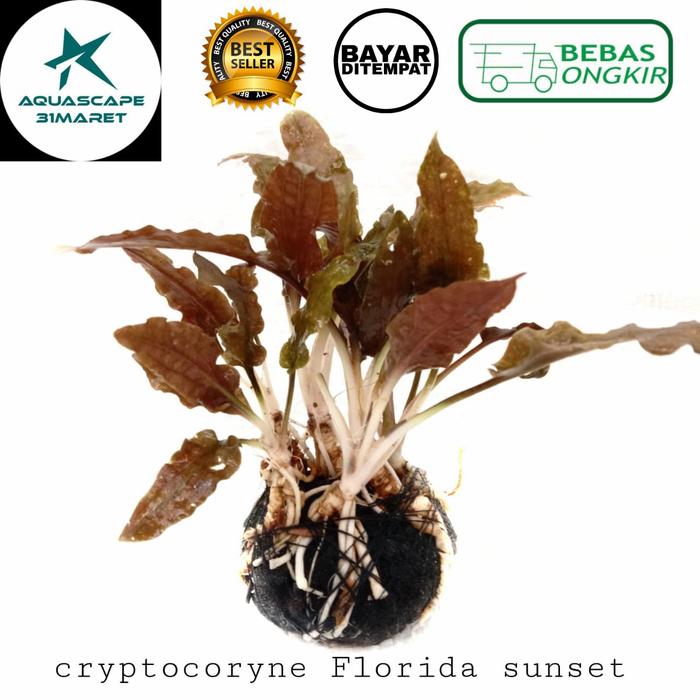 Promo cryptocoryne sunset florida/florida sunset tanaman aquascape ...