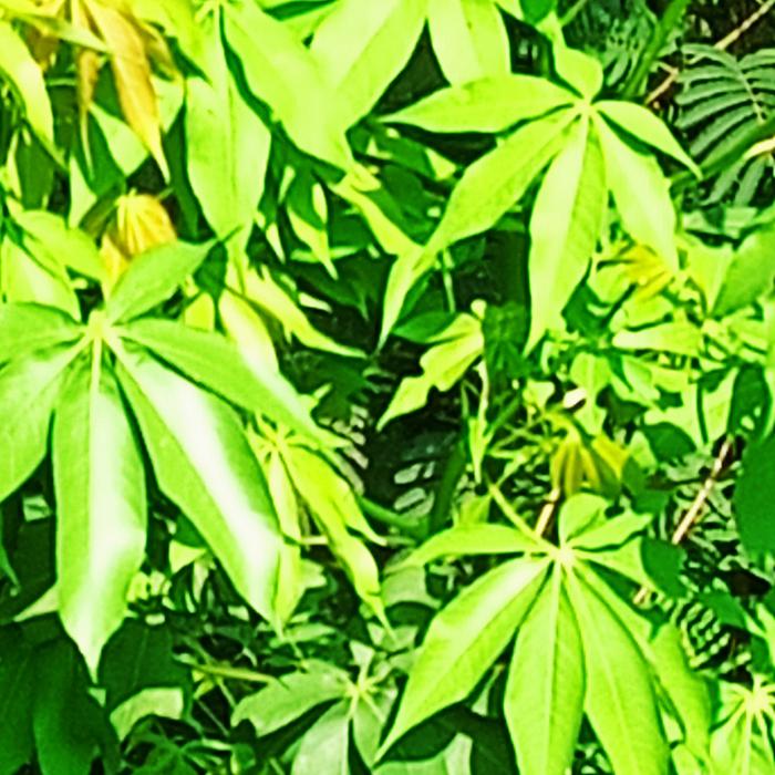 Jual Daun Randu atau daun kapuk segar order baru petik per 1 kg - Kab ...