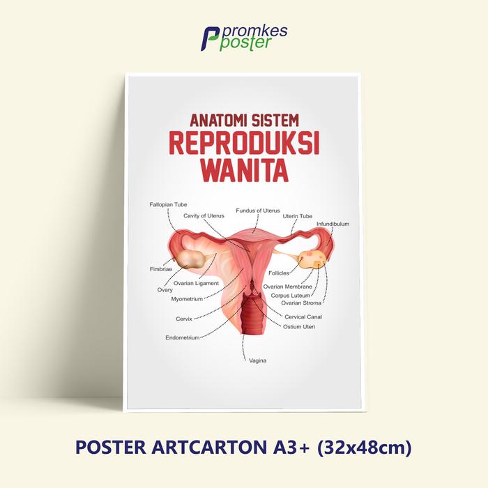 Jual Poster Kesehatan Anatomi Sistem Reproduksi Wanita - Kab. Tangerang ...