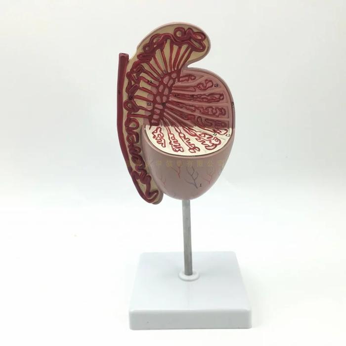 Jual Model Anatomi Male Genital Organ Testis Prostate Anatomical Model ...