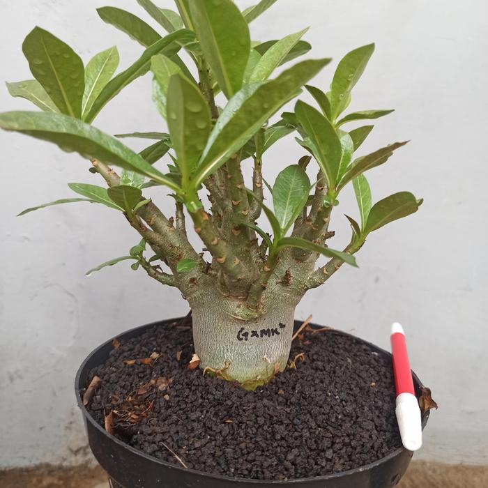 Jual tanaman hias adenium arabicum adenium karakter bonsai G x MKMK ...