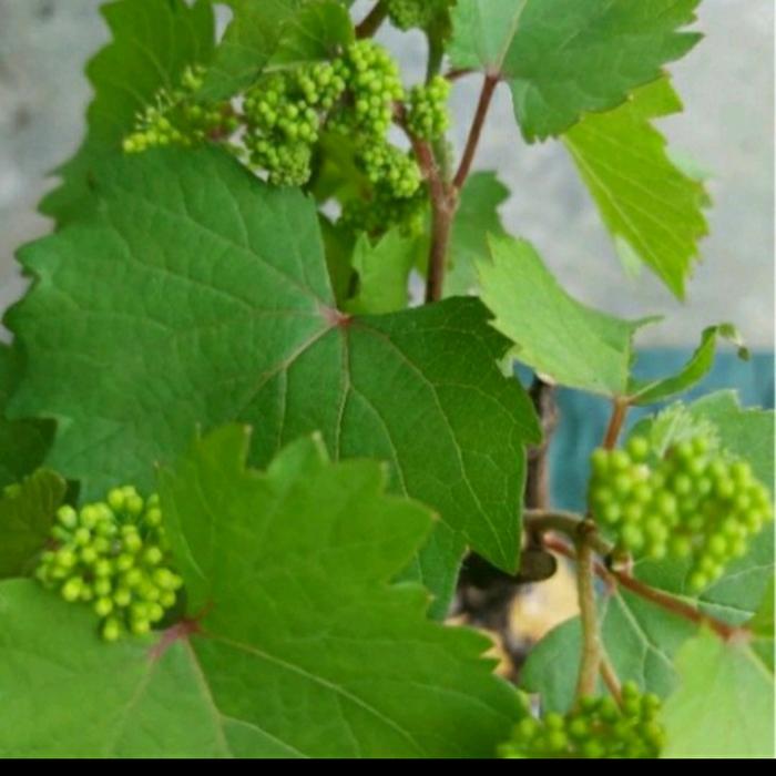 Jual BIBIT ANGGUR BERBUNGA JENIS GIOVANI/ CAROLINE/ JUBIL/ ISABELA DLL ...