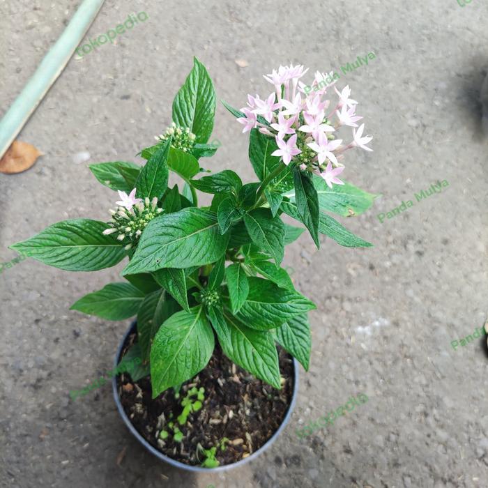 Jual Tanaman Hias Pentas // Tanaman Hias Bunga Pentas - Jakarta Timur ...