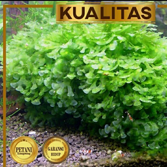Jual Moss Pelia Bahan Tanaman Air Aquascape Porsi Satu Mika 7,5x 7,5cm ...