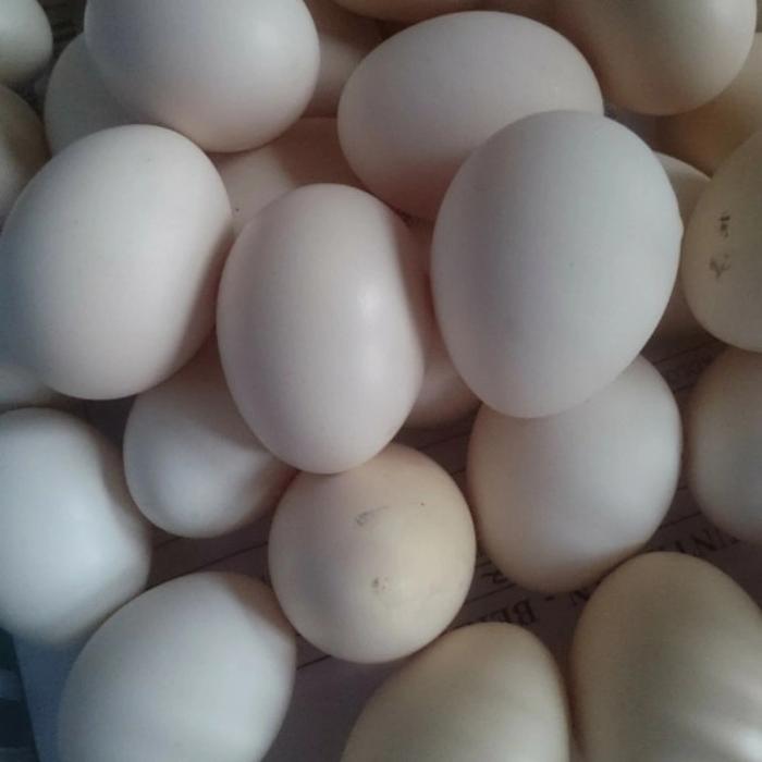 Jual Telur ayam kampung - Kota Bandung - Kios Ikan Segar Bandung ...