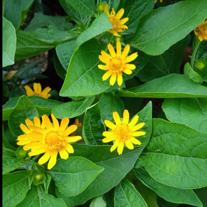 Jual Tanaman hias bunga matahari mini bunga seribu bintan tanaman ...