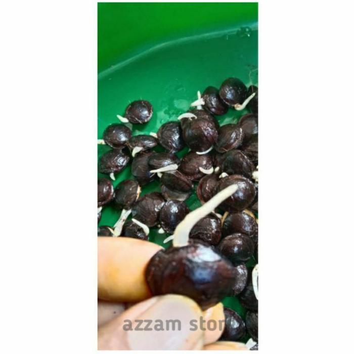 Jual benih bibit biji Kacang sacha inchi omega 3 makanan ibu hamil dan ...