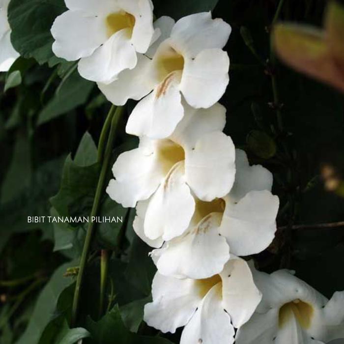 Jual BIBIT TANAMAN BUNGA THUNBERGIA PUTIH RAMBAT PUTIH TUMBERGIA ...
