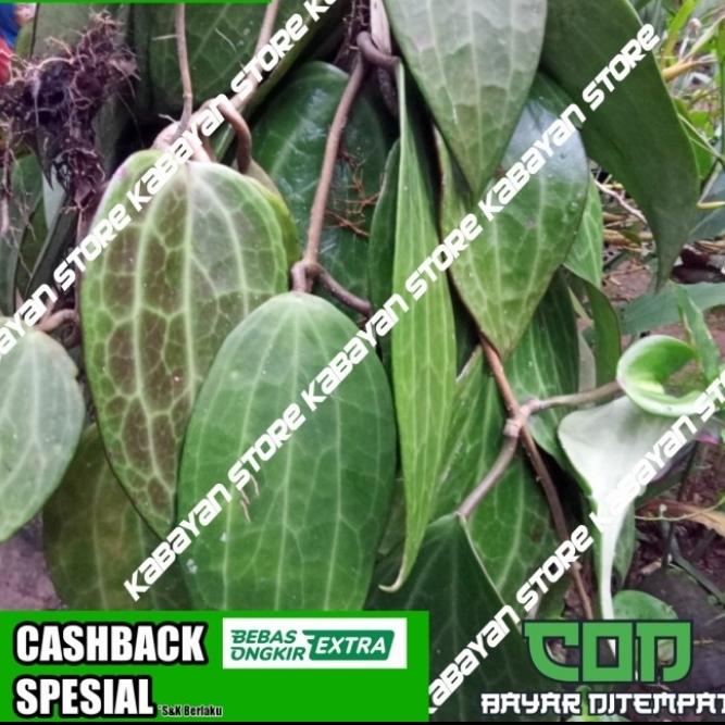 Jual Terbaru tanaman hias,tanaman anggrek hoya camosa segar,cod - Kota ...