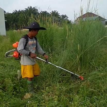 Jual jasa potong rumput liar pekarangan rumah, taman, lapangan - Kab ...