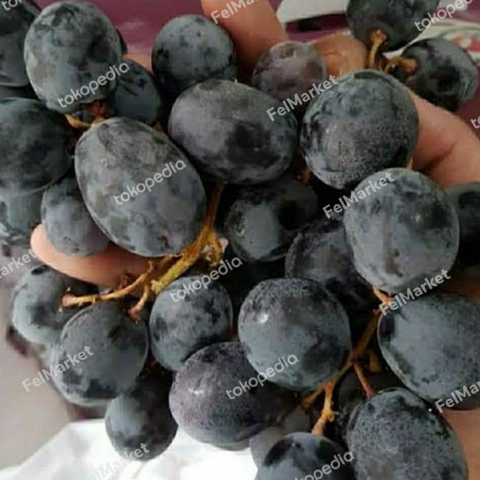 Jual anggur hitam adora seedless USA | kg - Jakarta Barat - FelMarket ...