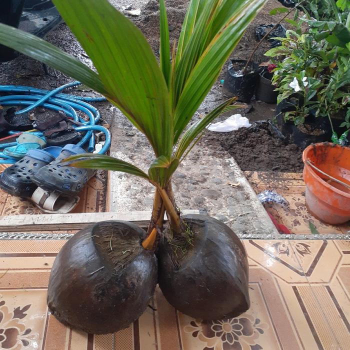Jual Bibit Kelapa Wulung Akar Merah Asli 100% Berkhasiat Untuk Obat ...