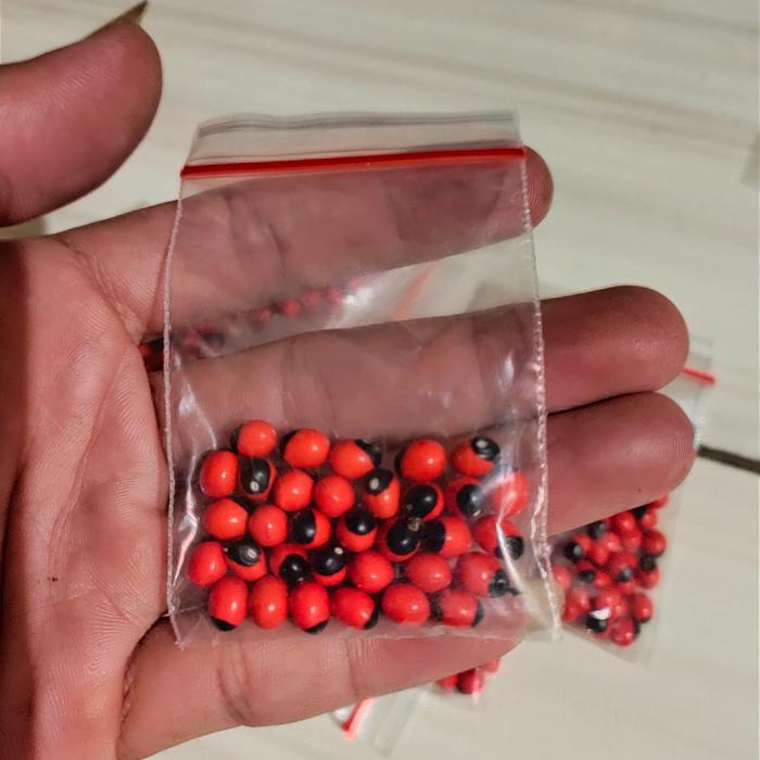 Jual Benih biji pohon saga siap semai /benih tanaman saga rambat isi 30 ...