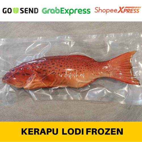 Jual Ikan Kerapu Lodi Frozen 500gr - Jakarta Utara - Indofishes - Pusat ...