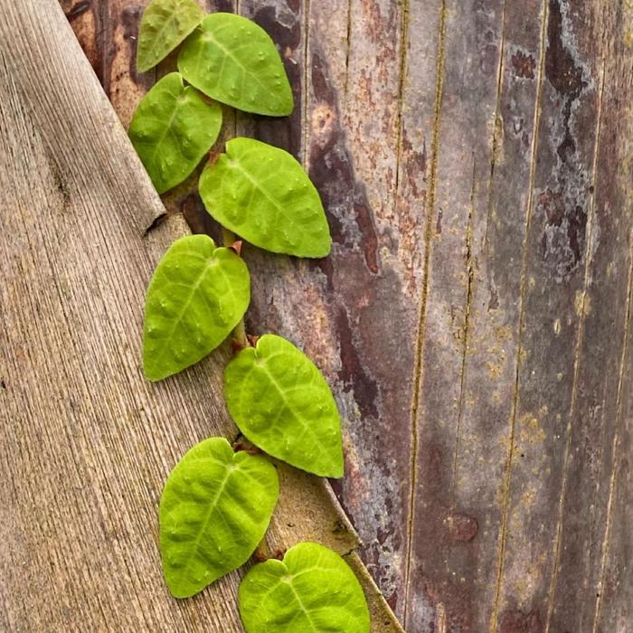 Jual Stek tanaman rambat dolar daun kecil/creeping fig (Ficus pumila ...