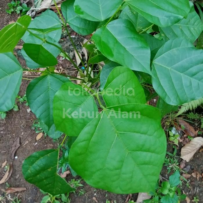Jual daun dadap serep - Kab. Tasikmalaya - Kebun Alam | Tokopedia