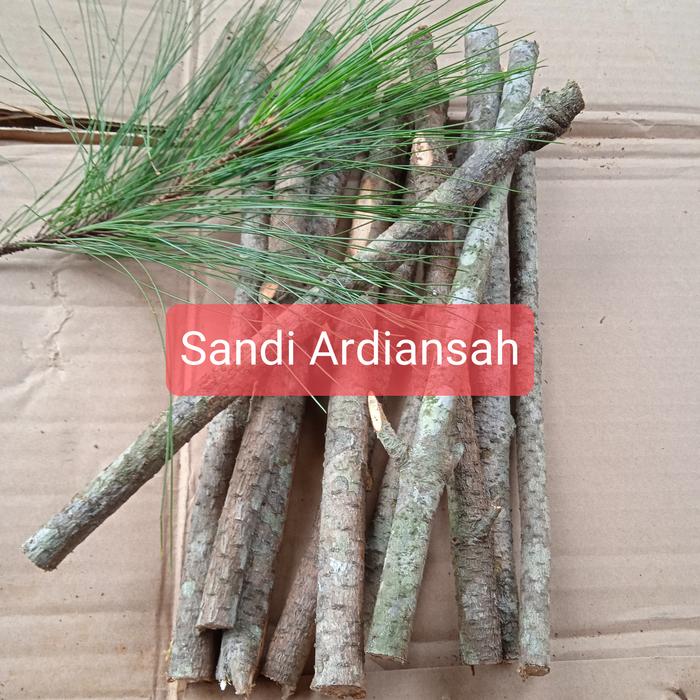 Jual Ranting batang pohon pinus panjang 30cm per 10 batang - Kab ...