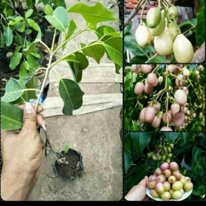 Jual BIBIT TANAMAN BUAH JUWET PUTIH SUPER MANIS/ BIBIT JAMBLANG PUTIH ...