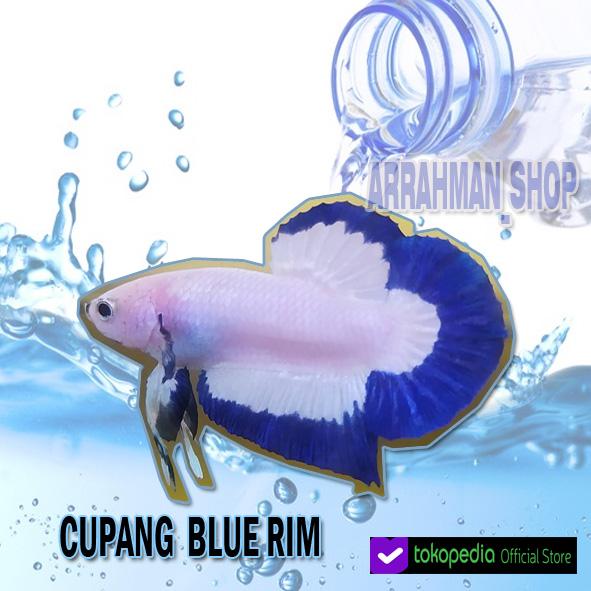 Jual IKAN CUPANG BLUE RIM LINE THAILAND / CUPANG BLUE RIM High Quality ...