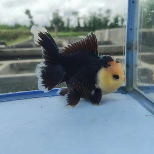 Jual ikan mas koki oranda panda kualitas fancy / panda high Quality ...