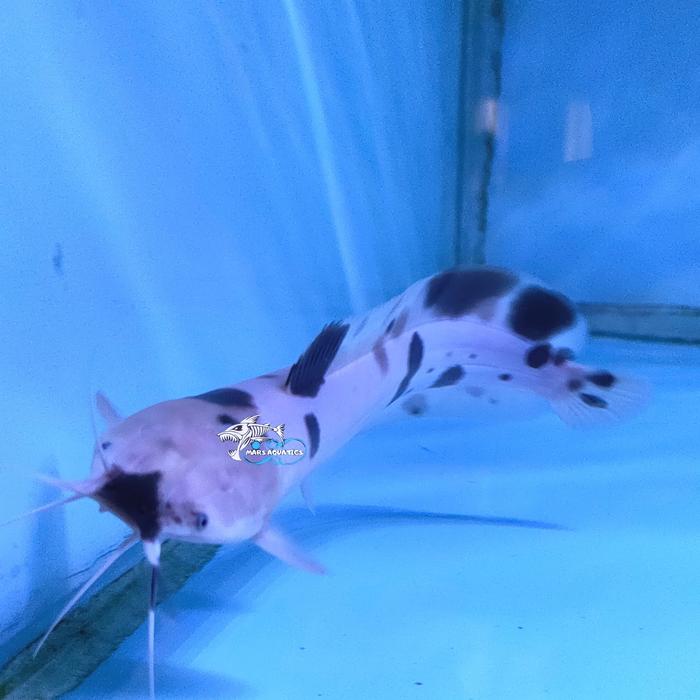 Jual IKAN HIAS LELE BELANG LELE ALBINO BULE CATFISH - Jakarta Barat ...