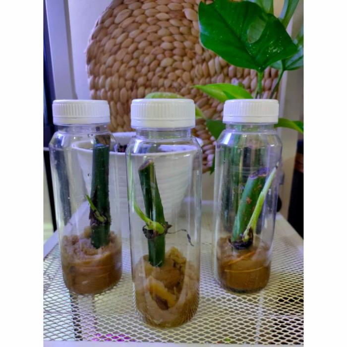 Jual tanaman monstera raphidopora pertusa bonggol calon variegata - Kab ...