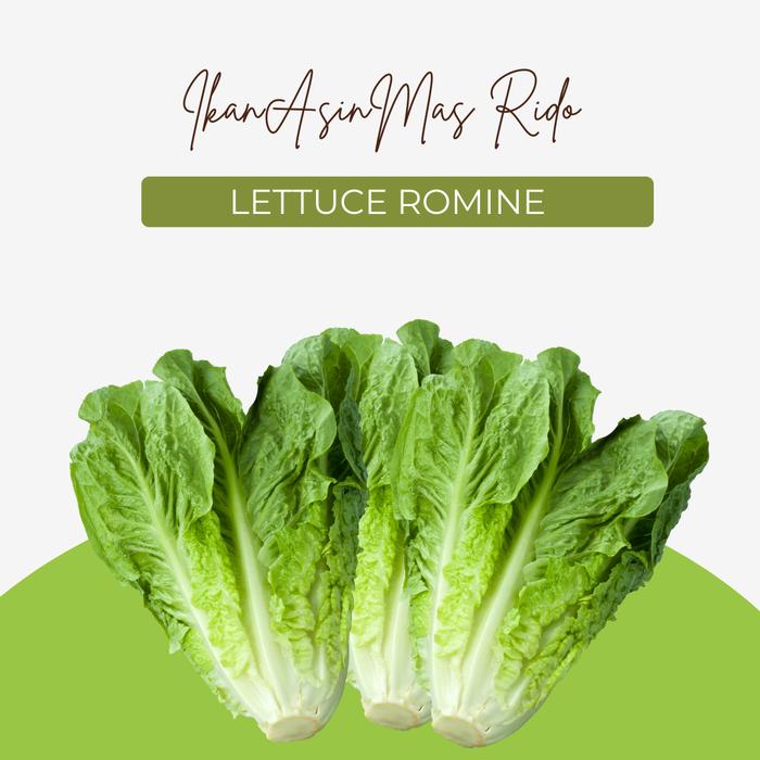 Jual Sayur Baby Cos Lettuce Baby Romaine Fresh Segar Premium Harga ...
